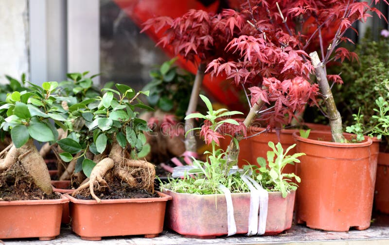 Spring Beautiful Flowers in Sunday Stock Image - Image of flowers, home ...