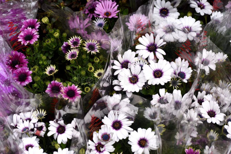 Spring Beautiful Flowers in Sunday Stock Photo - Image of flowers, gift ...