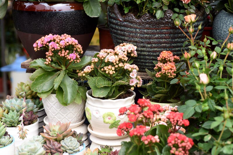 Spring Beautiful Flowers in Sunday Stock Image - Image of love, pink ...