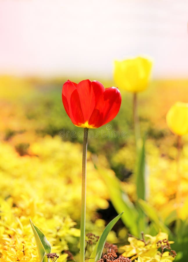 Spring Beautiful Flowers Tulips Stock Photo - Image of health, floral ...