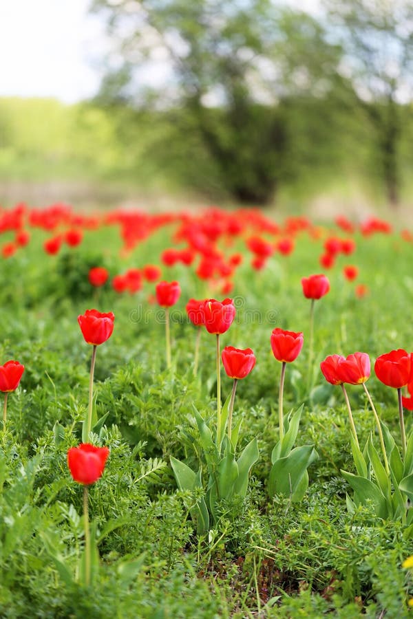 Spring Beautiful Flowers Tulips Stock Photo - Image of health, floral ...