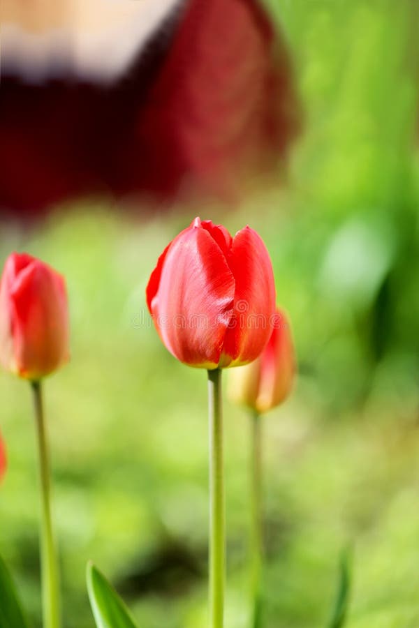 Spring Beautiful Flowers Tulips Stock Photo - Image of health, floral ...