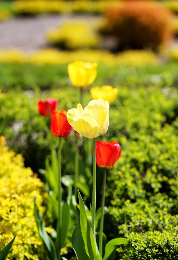 Spring Beautiful Flowers Tulips Stock Photo - Image of ornate, blooming ...