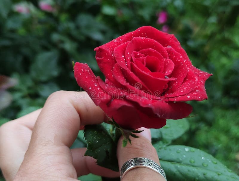 Spring Beautiful Flowers for You Special Stock Image - Image of yellow ...