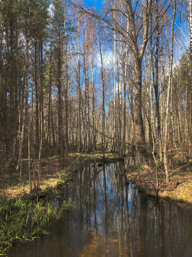 Spring Beautiful Forest, Nature, Landscape, Wallpaper, Little River ...