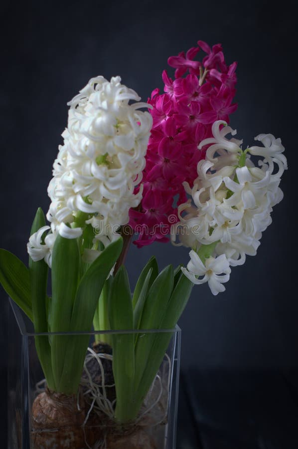 Spring Beautiful Hyacinths Glass Vase Stock Image - Image of vase ...