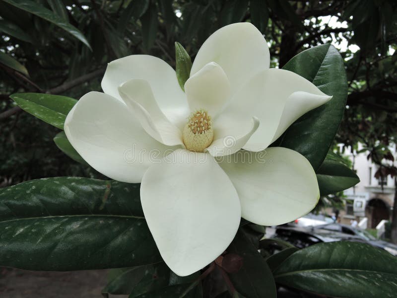 Spring Beautiful Magnolia Tree White Flower in City Stock Photo - Image ...