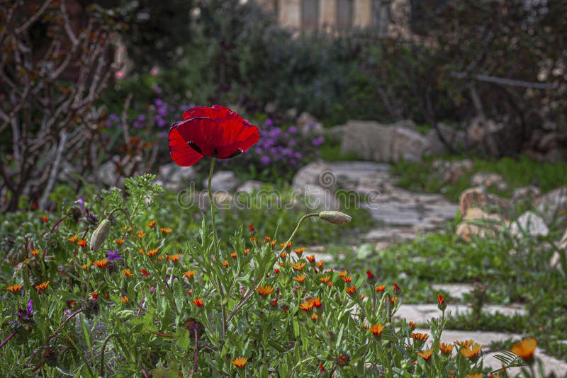 Spring Beautiful Red Flower. Sign of Spring and the Beauty of the World ...