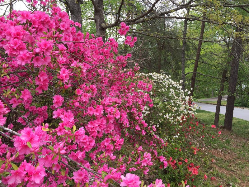 Spring stock image. Image of south, pink, azalea, spring - 69681173