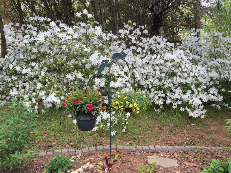 Spring stock photo. Image of spring, subshrub, south - 69681296