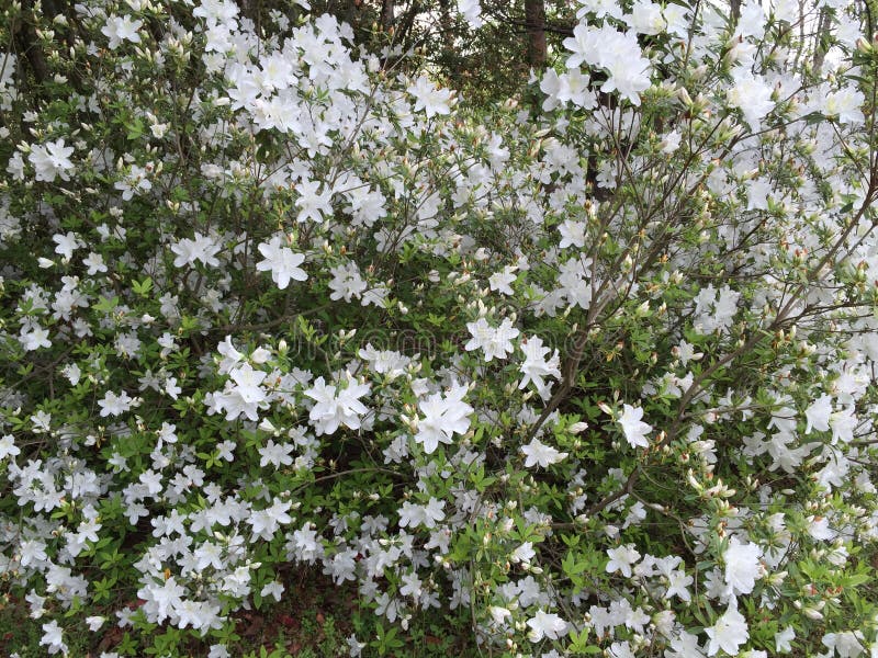 Spring stock photo. Image of tree, flowers, spring, flora - 69681390