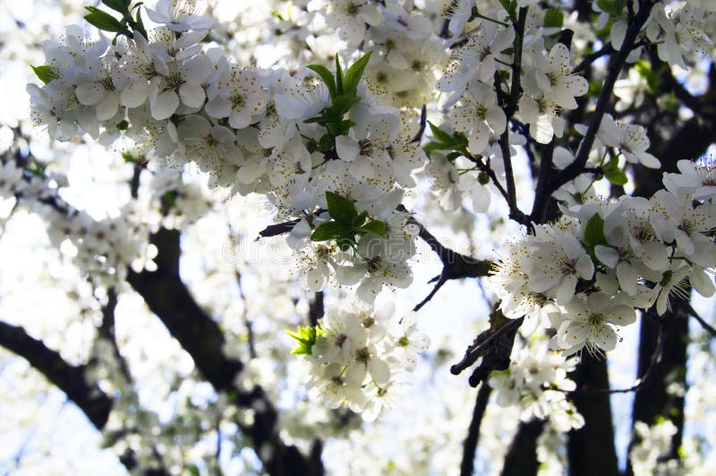 Spring Beautifully Flowering Cherry Tree Stock Photo - Image of ...