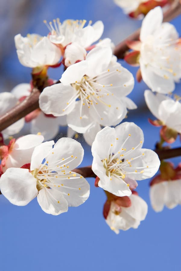 Spring Beauty stock image. Image of organic, beauty, look - 34940671