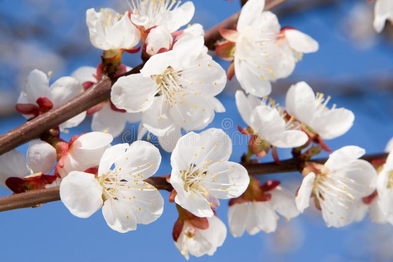 Spring beauty stock image. Image of harmony, purity, relax - 13198115