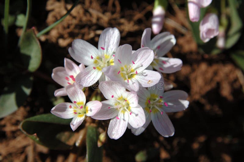 Spring Beauty stock image. Image of organic, beauty, look - 34940671