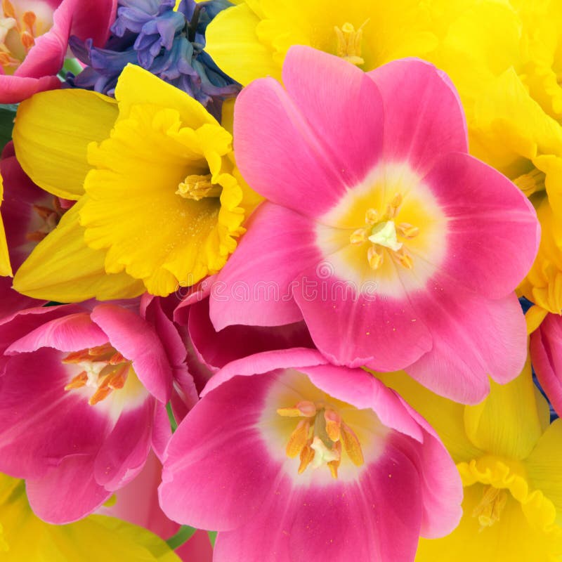 Spring Beauty stock photo. Image of arrangement, yellow - 17946986