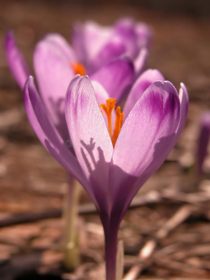 Spring beauty stock image. Image of prettiness, lilac, blossom - 53577