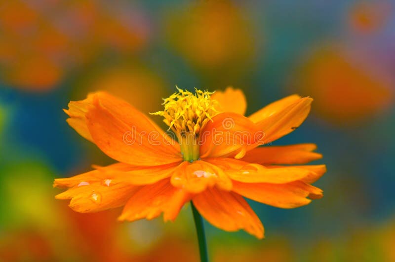 Spring Beauty stock image. Image of plant, exotic, beauty - 6973763