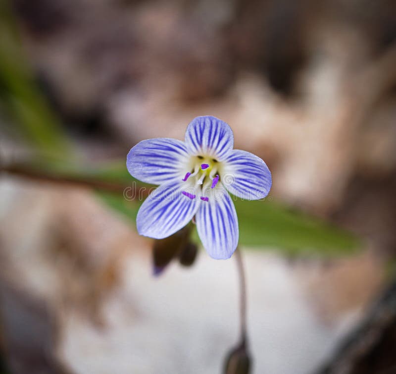 Spring Beauty Flower in the Forest Stock Photo - Image of landscape ...