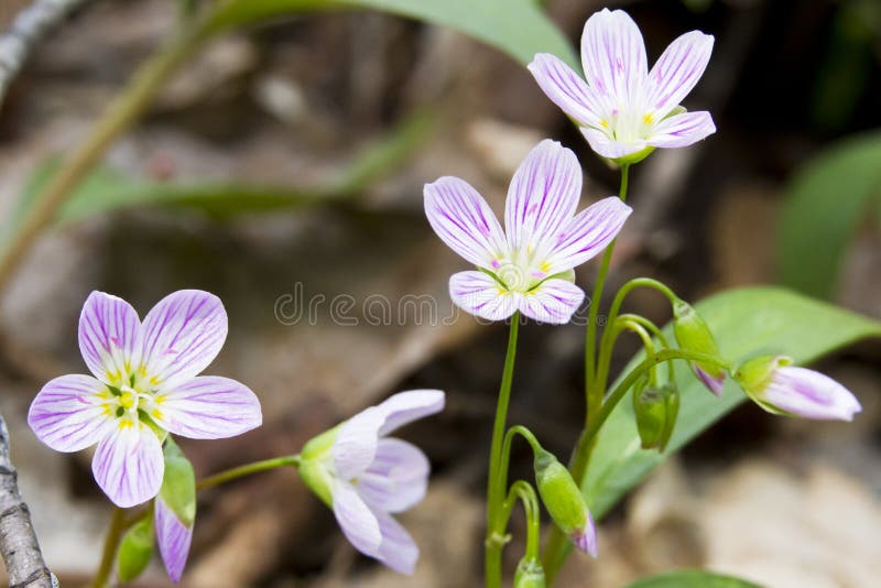 Spring Beauty stock photo. Image of michigan, natural - 40682116