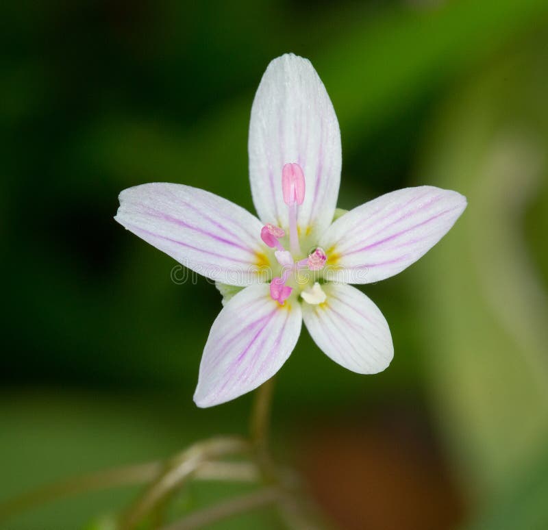 Spring beauty wildflower stock photo. Image of wildflower - 40214462