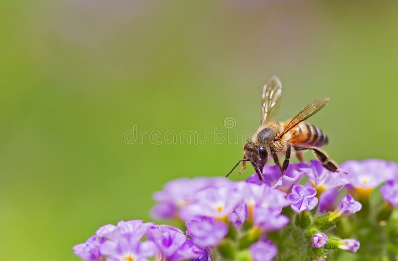 Spring bee stock photo. Image of antenna, spring, detail - 12448528
