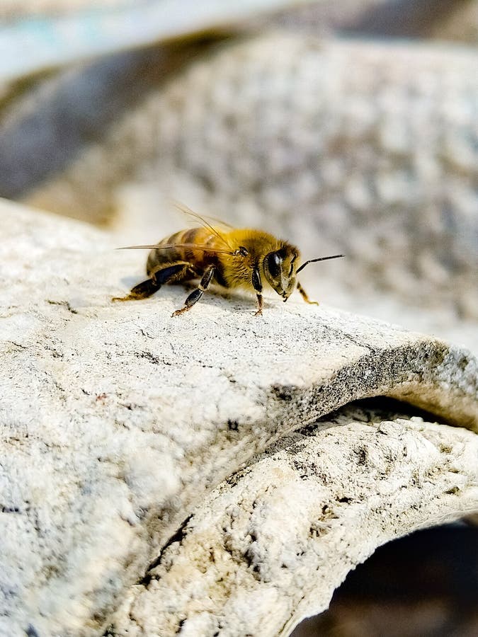 Spring Bee Basking on Slate Stock Image - Image of basking, insect ...