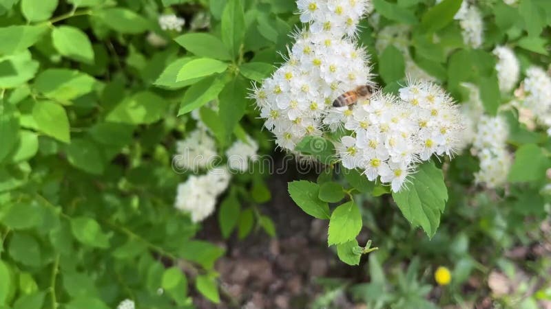 In Spring a Bee Flies and Pollinates Flowers on a Bush Stock Video ...