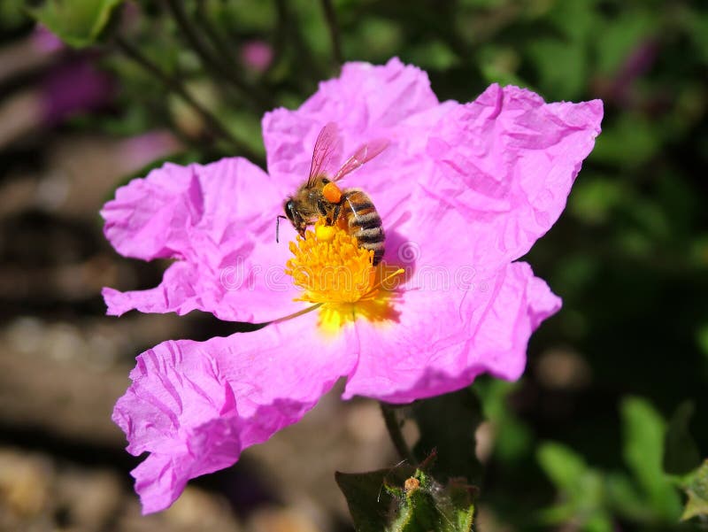 Spring Bee and Flower stock photo. Image of garden, scent - 742706