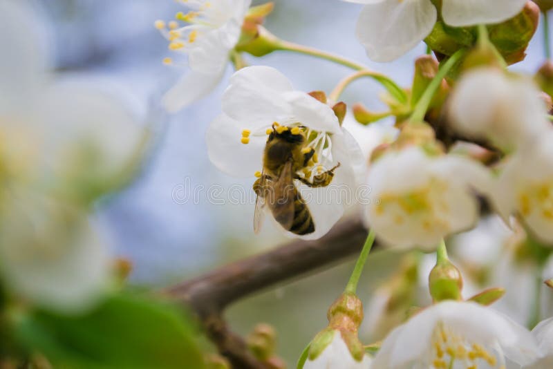 Spring and bee stock image. Image of hive, macro, organic - 69619819