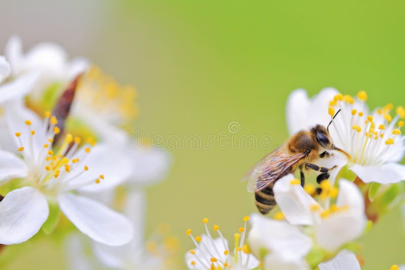 Spring bee stock photo. Image of floral, spring, flower - 69850328
