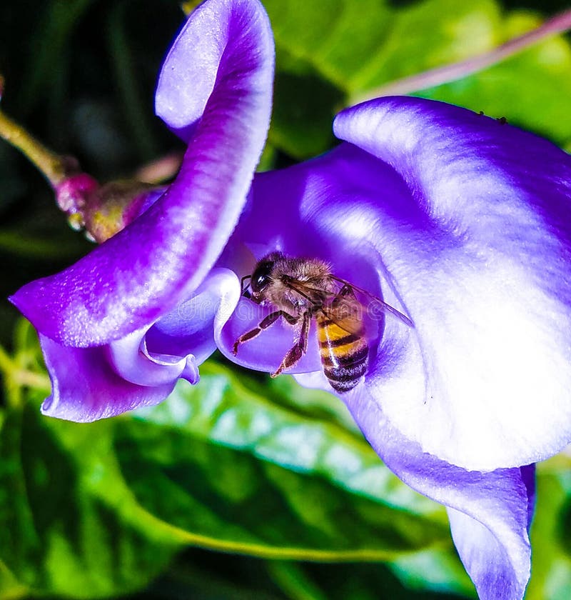 Spring bee stock photo. Image of insect, bougainvillea - 87312890