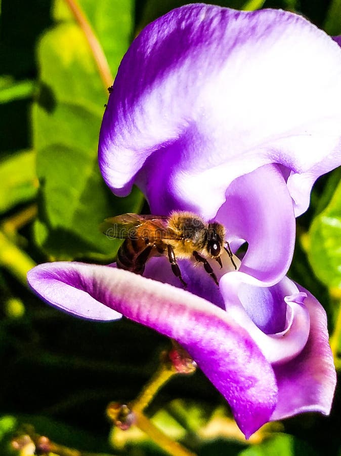 Spring bee stock photo. Image of spring, nectar, flower - 87312902