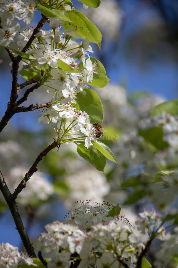Spring and bee stock photo. Image of green, insect, spring - 144225418
