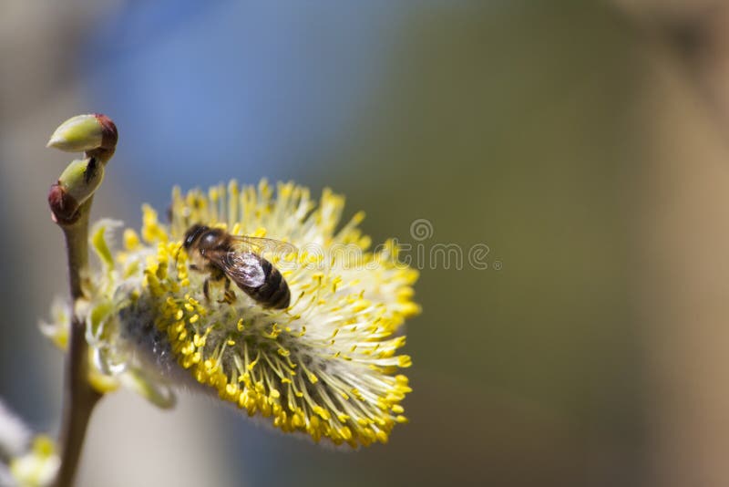 Spring bee stock photo. Image of april, flower, macro - 115673664