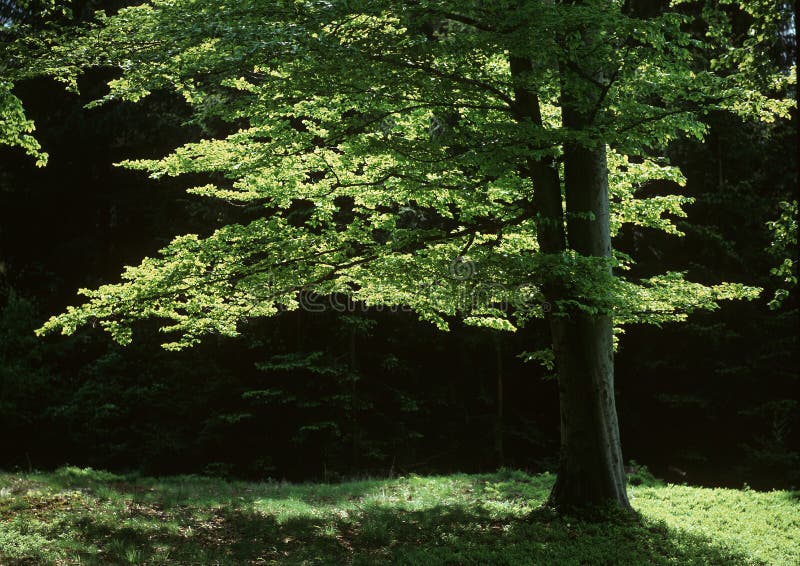 Spring Beech in Back Lichting Stock Image - Image of atmosphere, mood ...