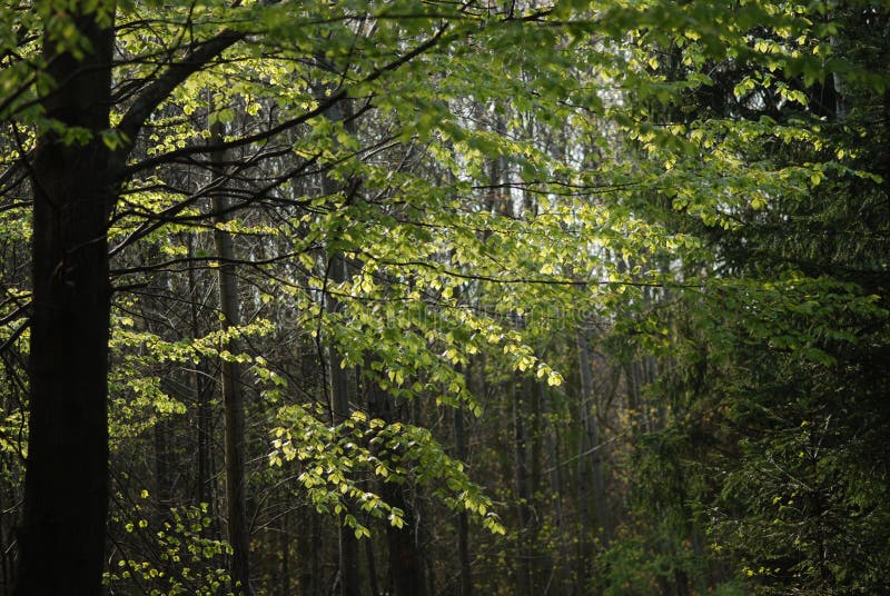 Spring Beech stock image. Image of beech, sunshine, nature - 65404729