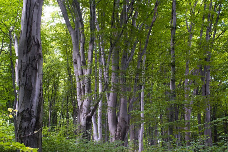 Spring Beech Forest in the Mountains Stock Photo - Image of landscape ...