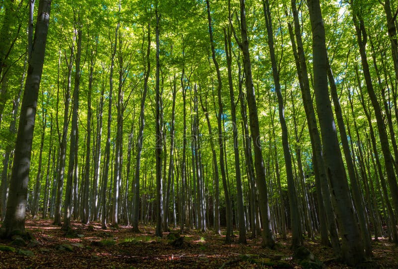 Spring Beech Forest at Sunset. Czech Landscape Stock Image - Image of ...
