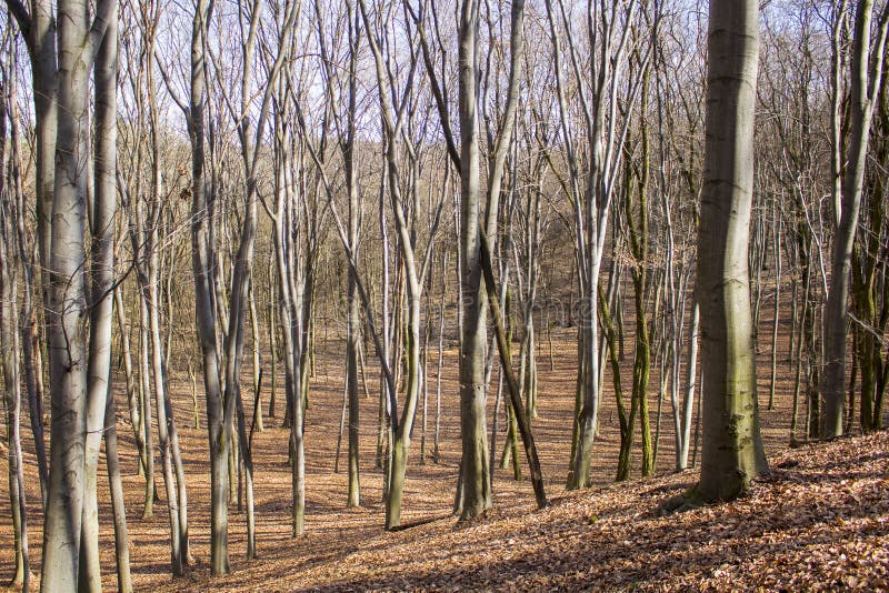 Spring Beech Grove on the Forest Slopes Stock Image - Image of green ...