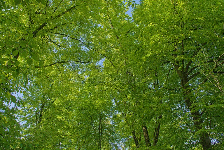 Spring Beech Tree Canopy, Seen from Below Stock Photo - Image of sunny ...