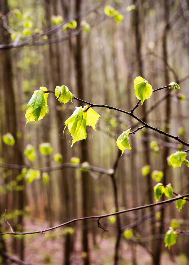 Spring in Beech Tree Forest Stock Image - Image of green, growth: 111864657