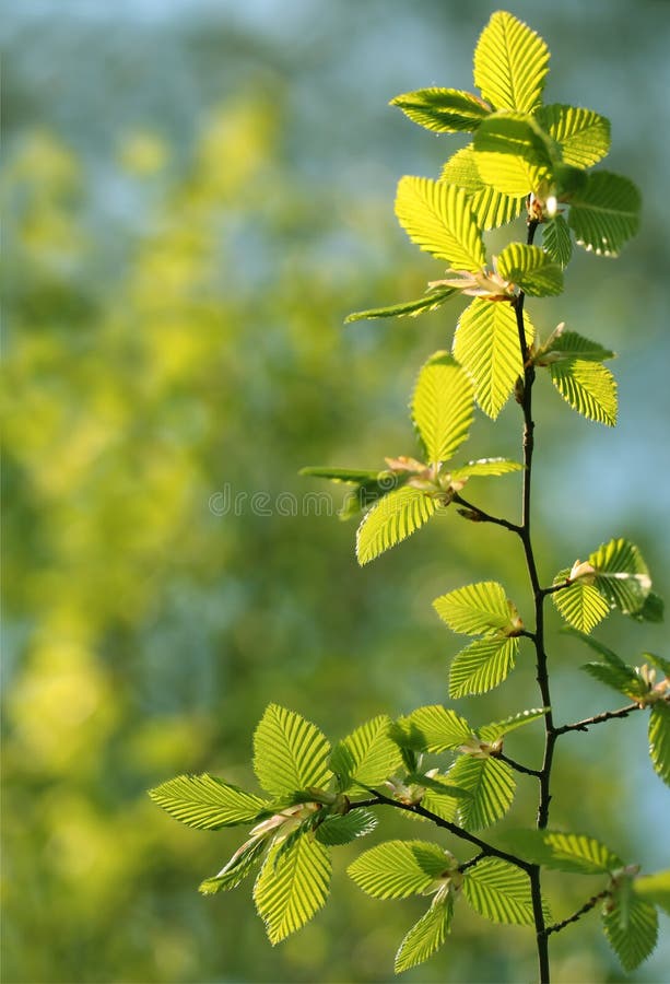 64+ Spring beech tree leaves Free Stock Photos - StockFreeImages