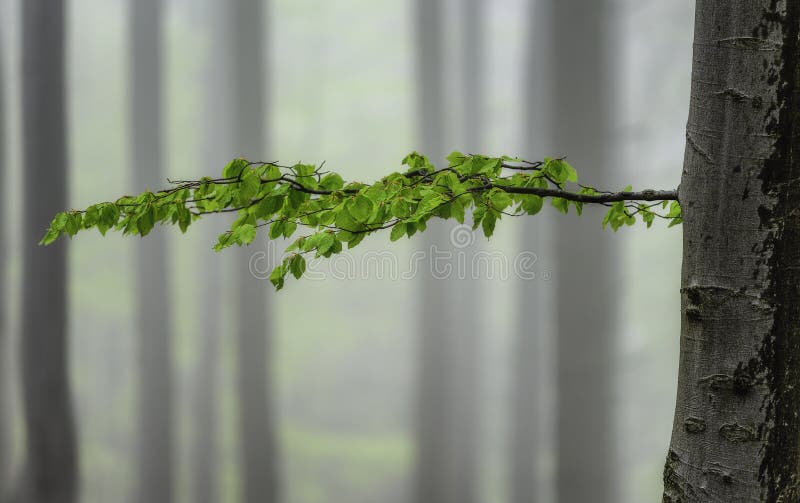 Spring Beech Tree with Leaves Stock Photo - Image of season, ecosystem ...