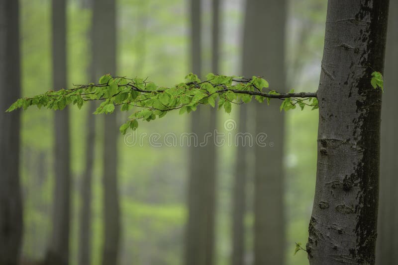 Spring Beech Tree with Leaves Stock Image - Image of park, outdoor ...