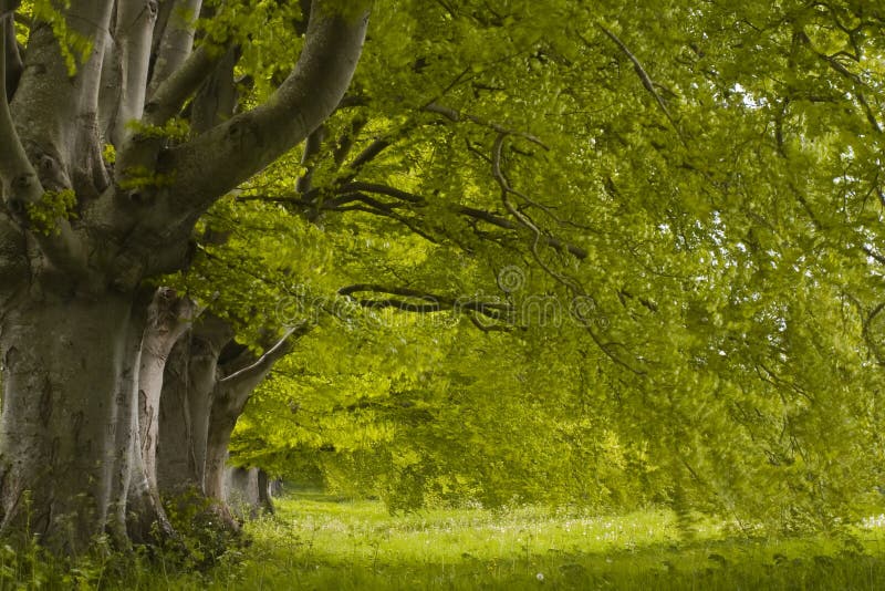 Spring beeches stock image. Image of trees, england, scary - 23920083