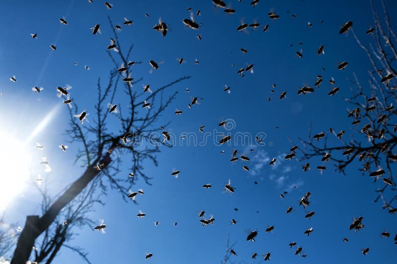 Spring bees flying around stock image. Image of bees - 67551915