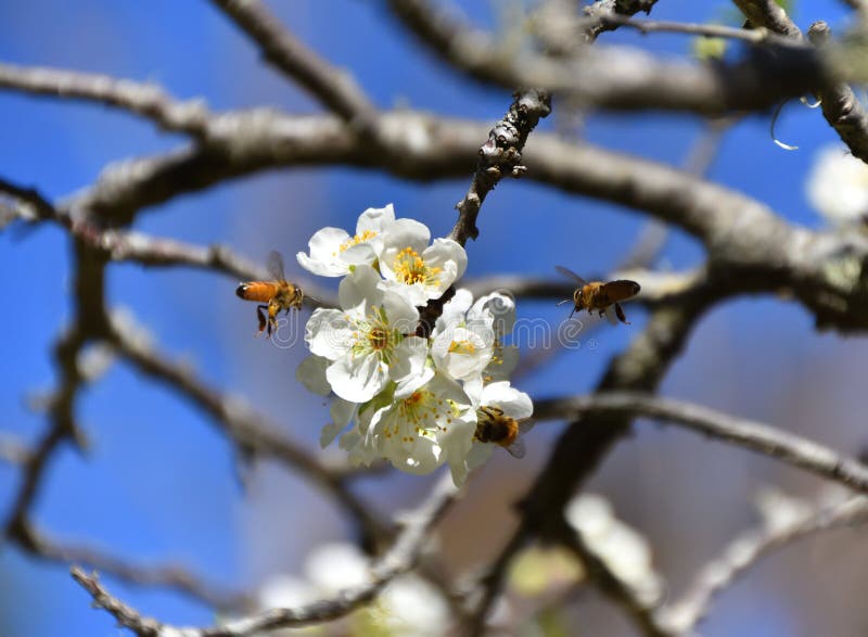 Spring Bees Pollinating stock photo. Image of branch - 98415290