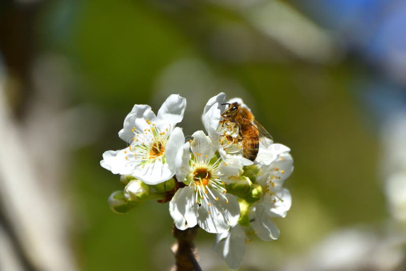 Spring Bees Pollinating stock photo. Image of buzz, detail - 98415420