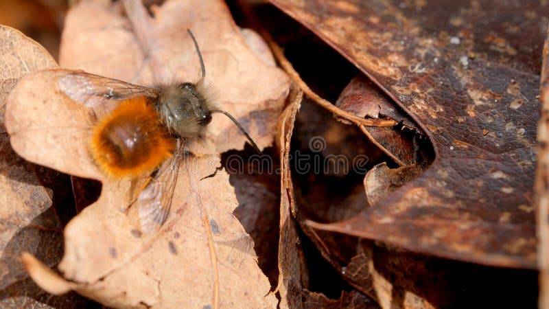 Spring Bees Rise from Autumn Leaves Stock Photo - Image of insects ...